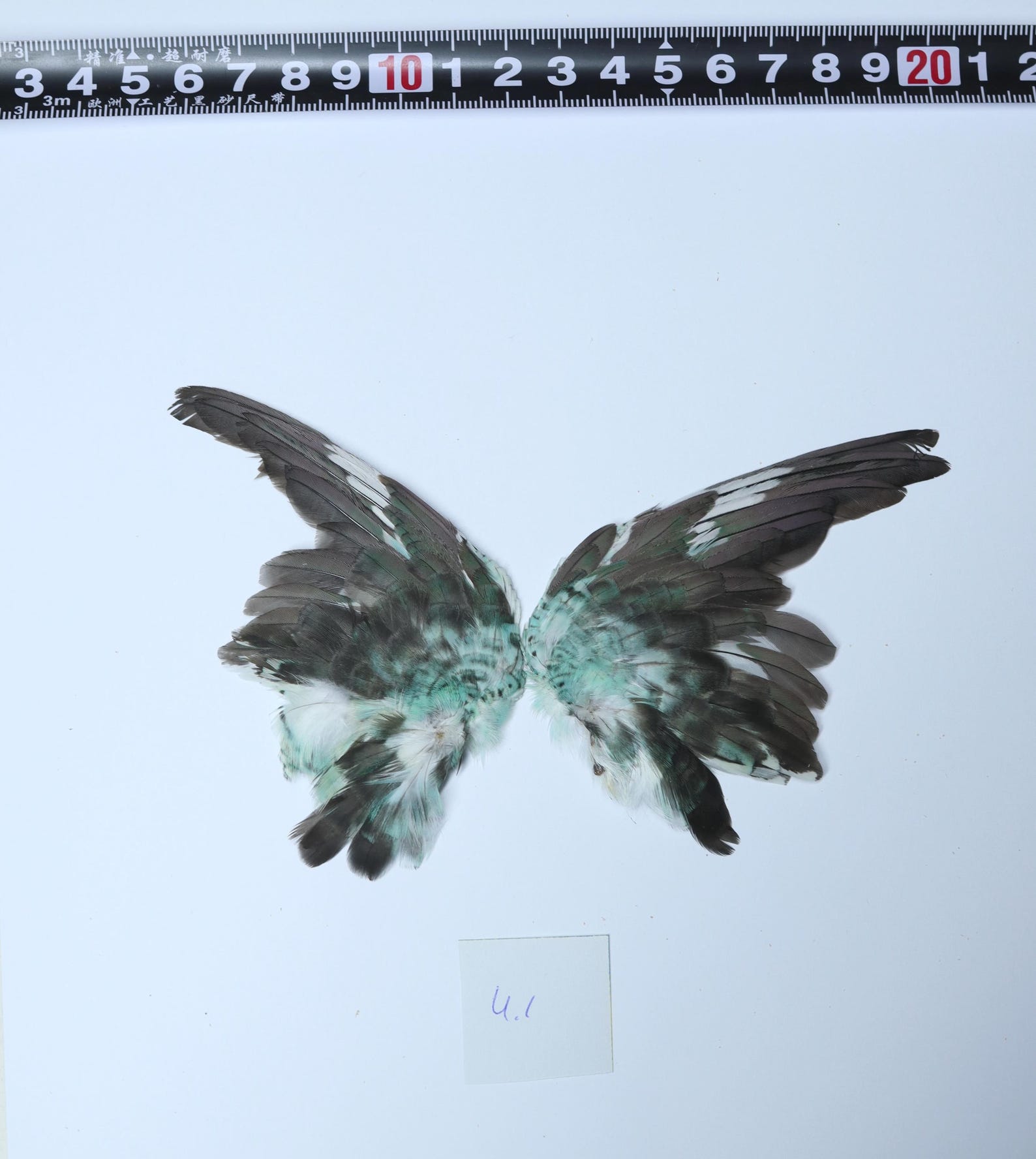 Real Blue Budgie Budgerigar Wings / Taxidermy / Stuffed / Tropical Bird ...