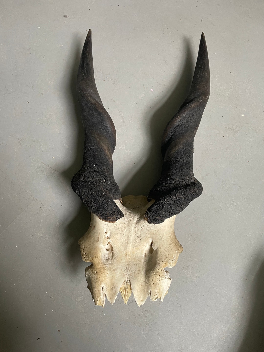 Real Eland Antelope Skull Antler / Mammal Skeleton Bones Africa ...