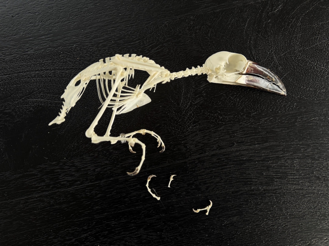 Real Crimson-rumped Toucanet Skeleton / Bird Skull Bones Real Beak ...