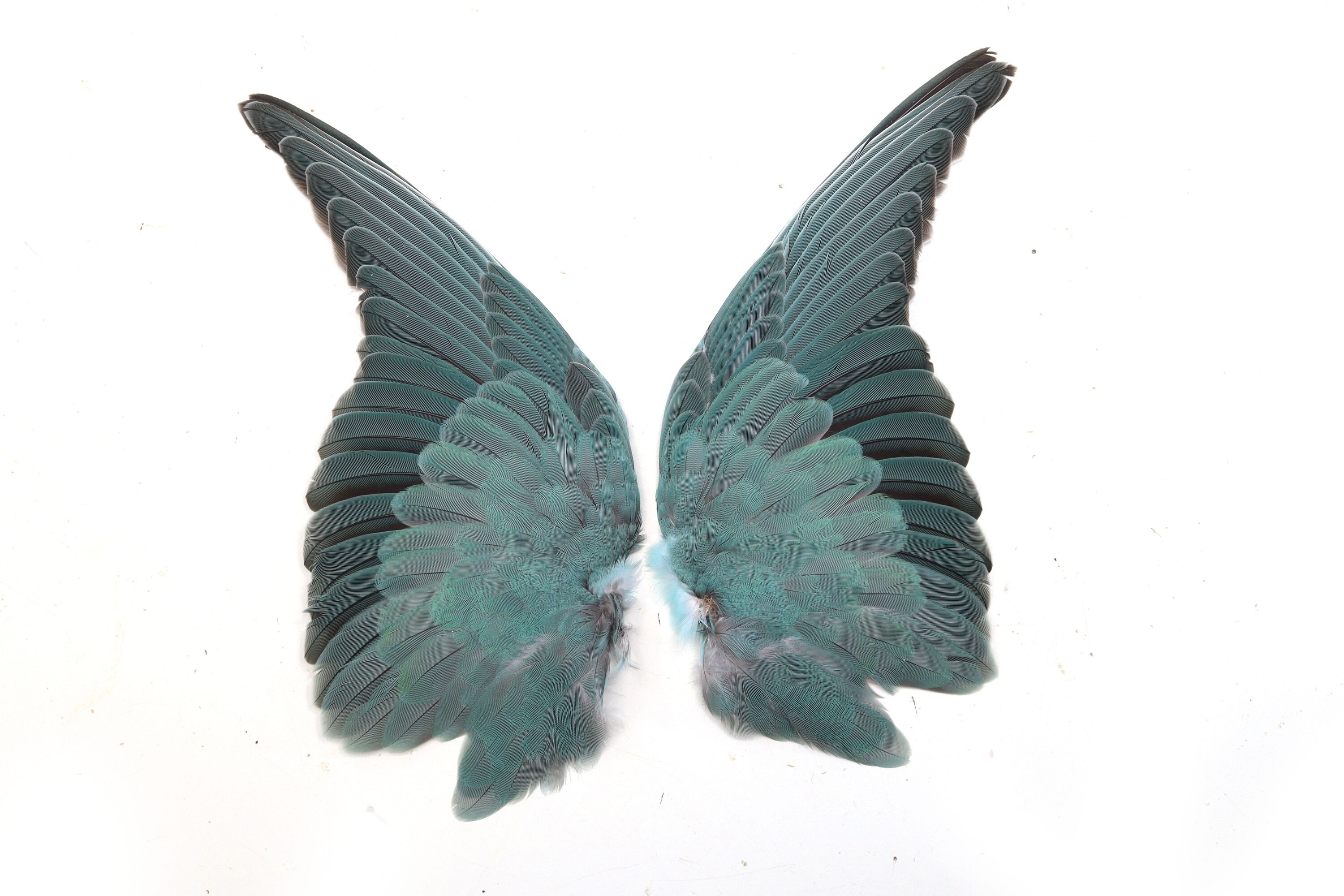 Real People With Real Wings