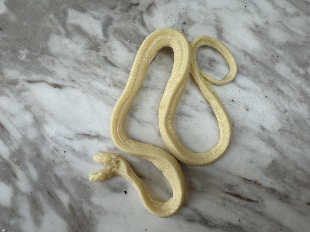 Double Headed Snake Full Body Cast Model / Taxidermy / Replica of Real ...