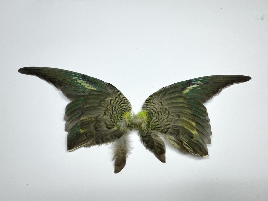 Real Green Budgie Budgerigar Wings / Taxidermy / Stuffed / Tropical ...