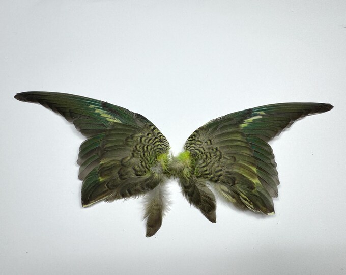 Real Green Budgie Budgerigar Wings / Taxidermy / Stuffed / Tropical ...