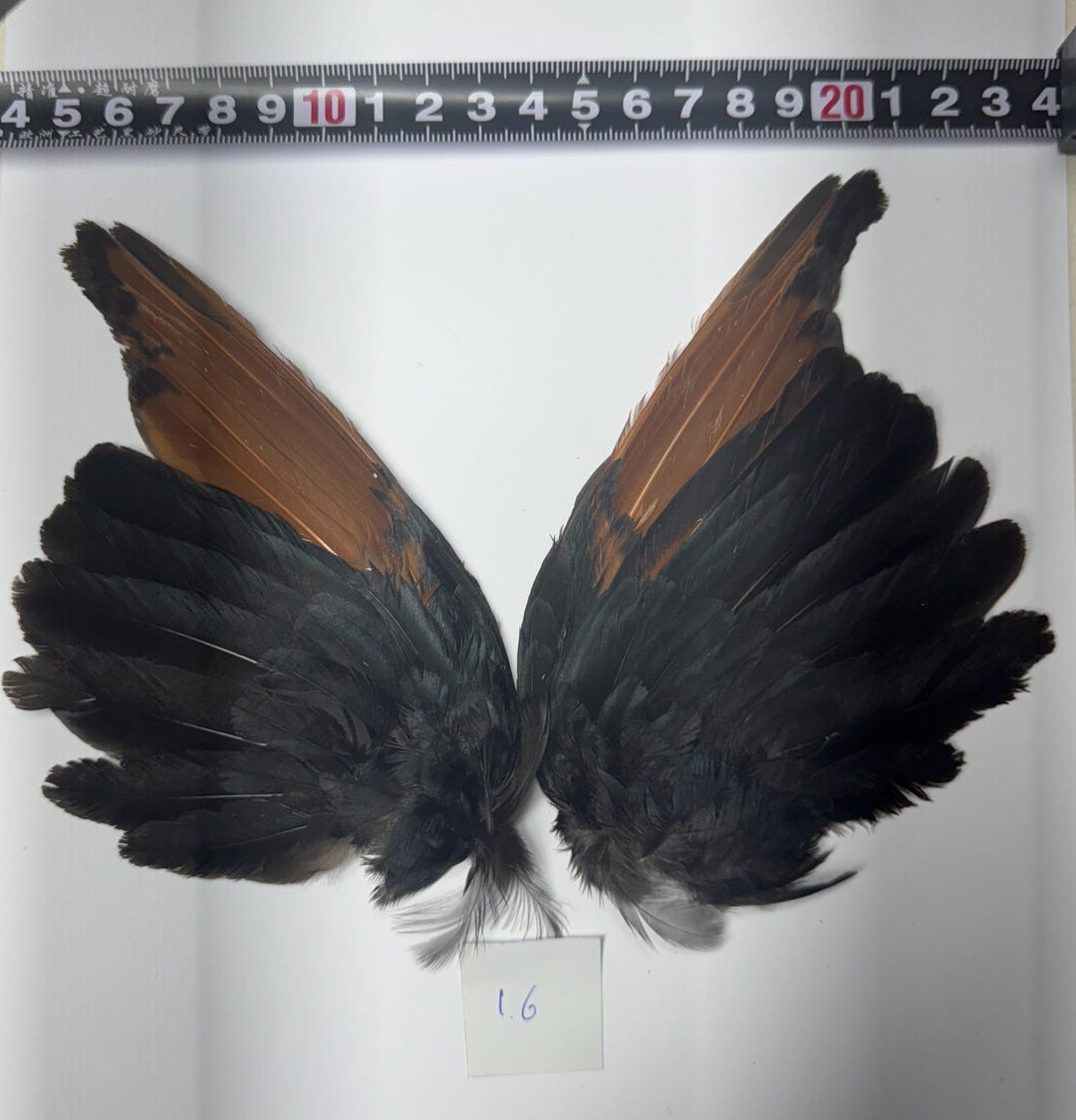 Real Red-winged Starling Wings / Taxidermy / Stuffed / Tropical Bird ...