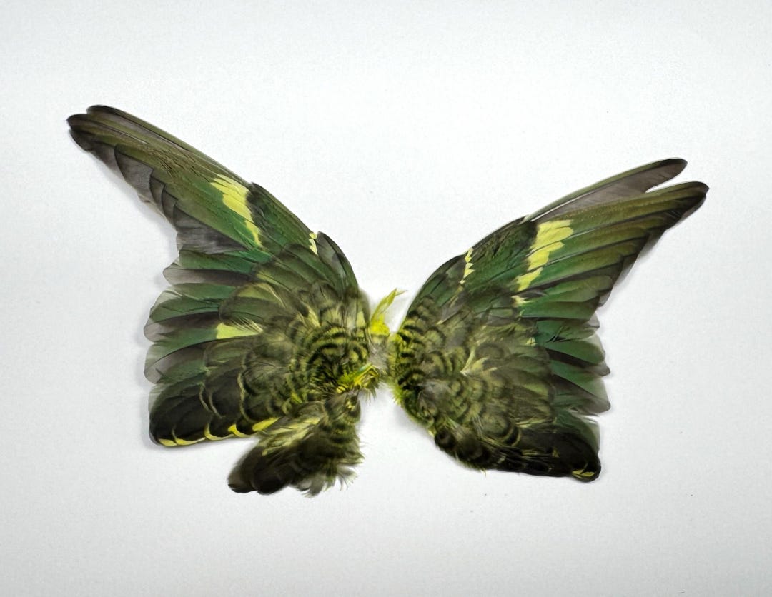 Real Green Budgie Budgerigar Wings / Taxidermy / Stuffed / Tropical ...