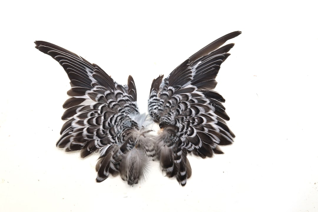 Real Blue Budgie Budgerigar Wings / Taxidermy / Stuffed / Tropical Bird ...