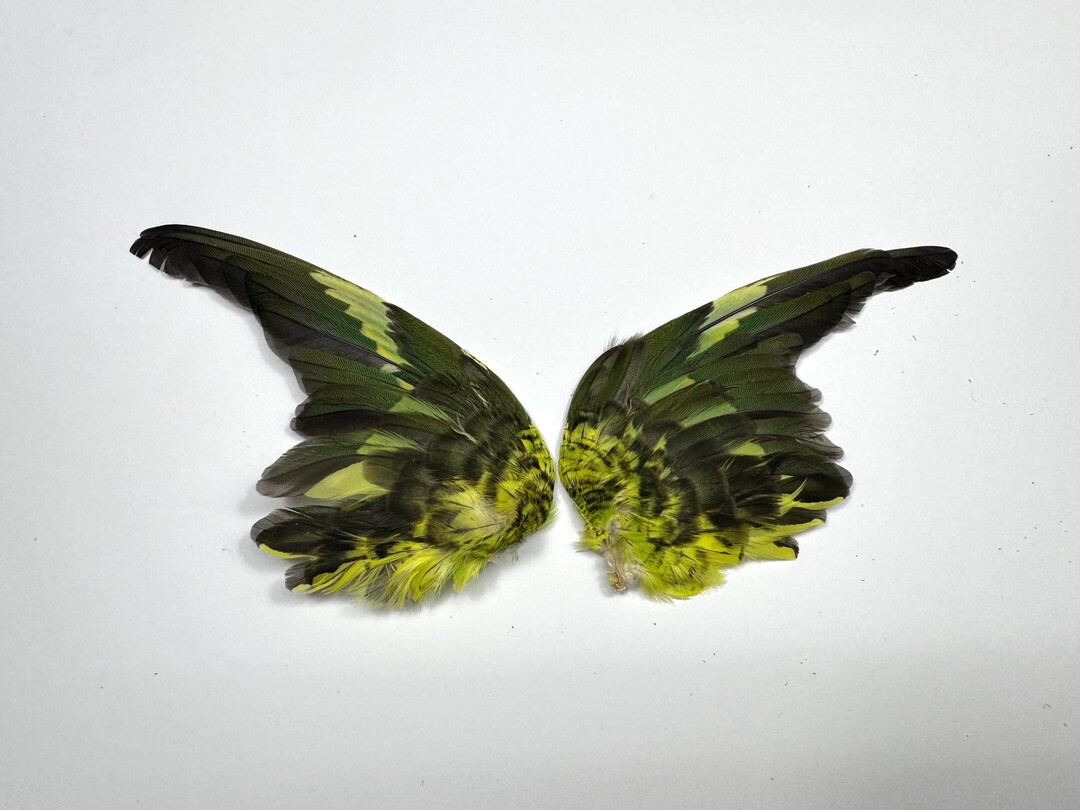 Real Green Budgie Budgerigar Wings / Taxidermy / Stuffed / Tropical ...