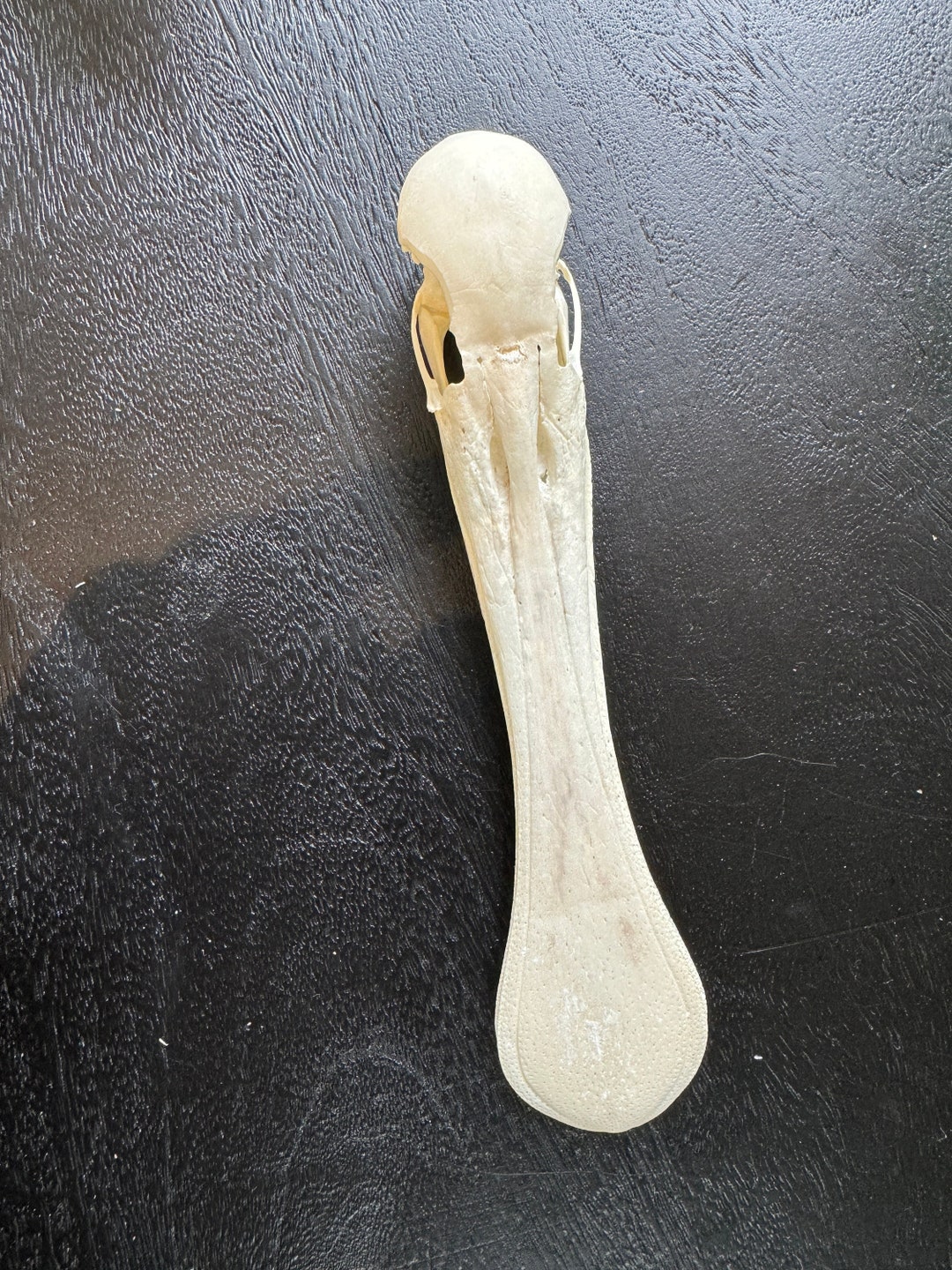 Real African Spoonbill Skeleton / Bird Skeleton Bones Real Beak ...