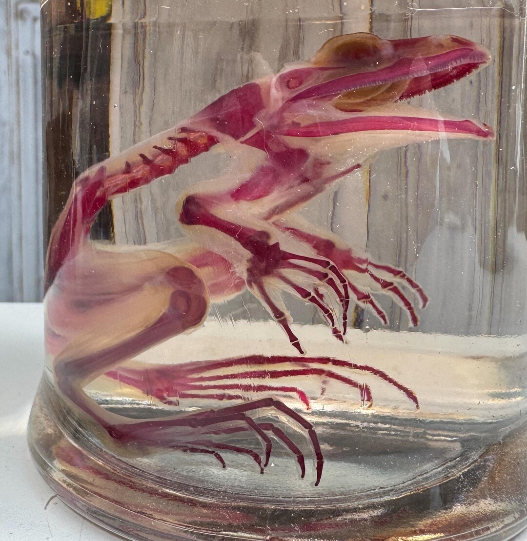 Diaphonized Colored Frog Wet Specimen, Fish / Skeleton Bones Real ...