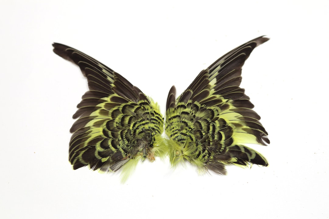 Real Green Budgie Budgerigar Wings / Taxidermy / Stuffed / Tropical ...
