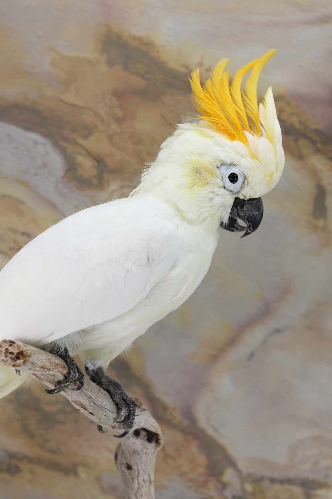 SALE Yellow Crested Cockatoo Taxidermy Real Stuffed Bird - Etsy