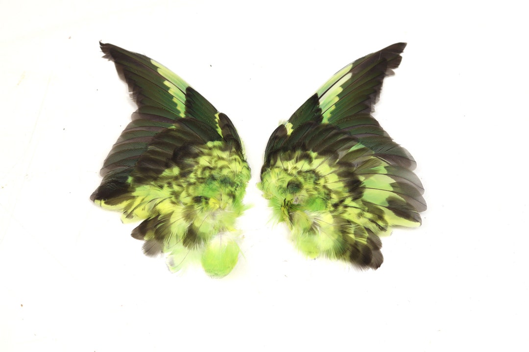 Real Green Budgie Budgerigar Wings / Taxidermy / Stuffed / - Etsy