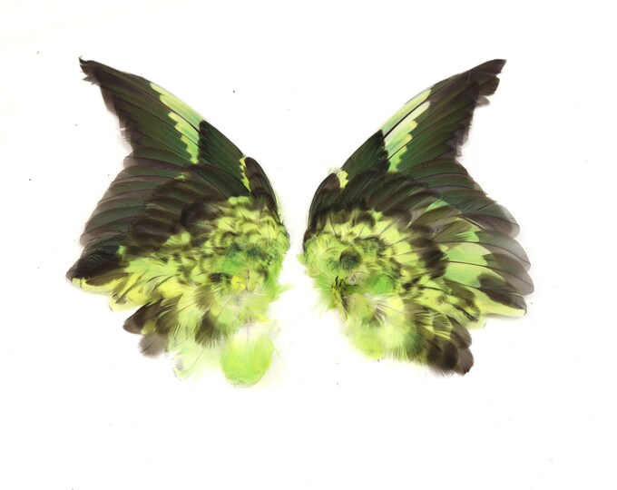 Real Green Budgie Budgerigar Wings / Taxidermy / Stuffed / Tropical ...