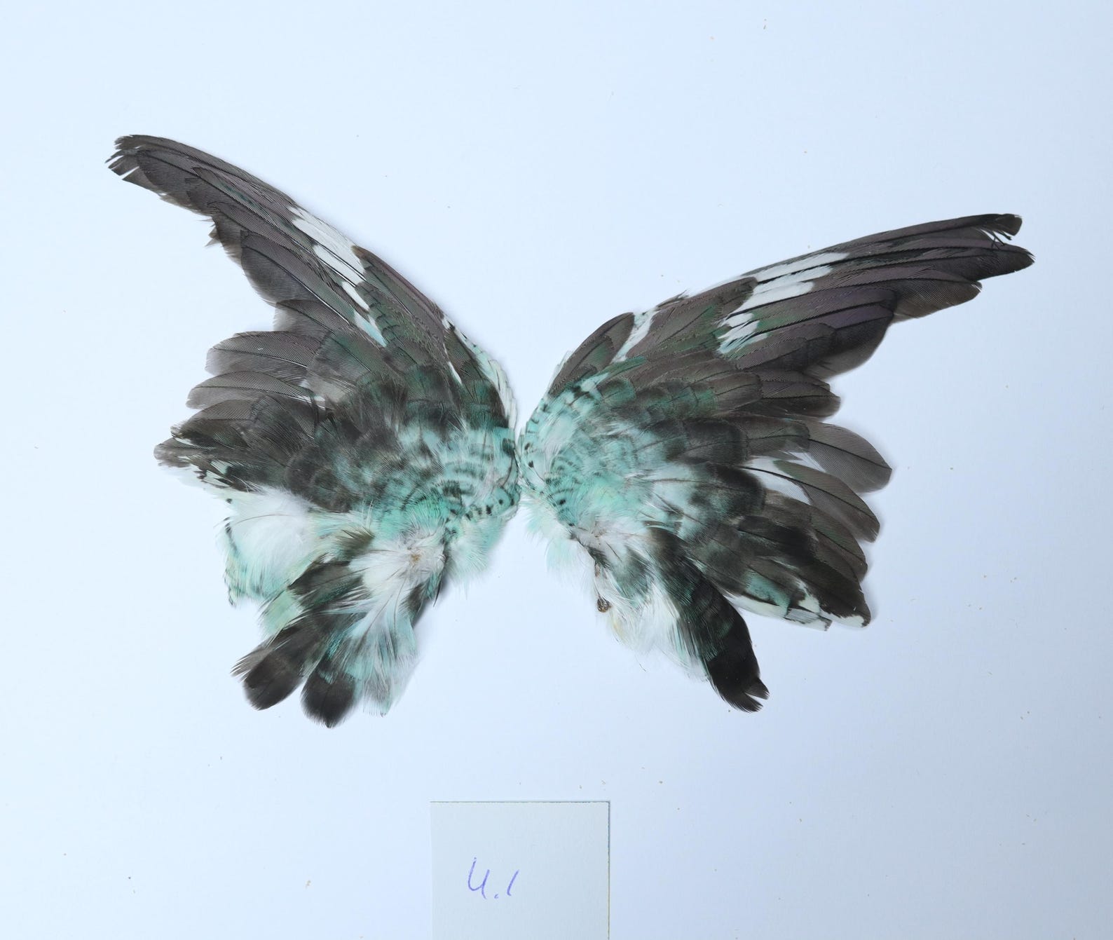 Real Blue Budgie Budgerigar Wings / Taxidermy / Stuffed / Tropical Bird ...