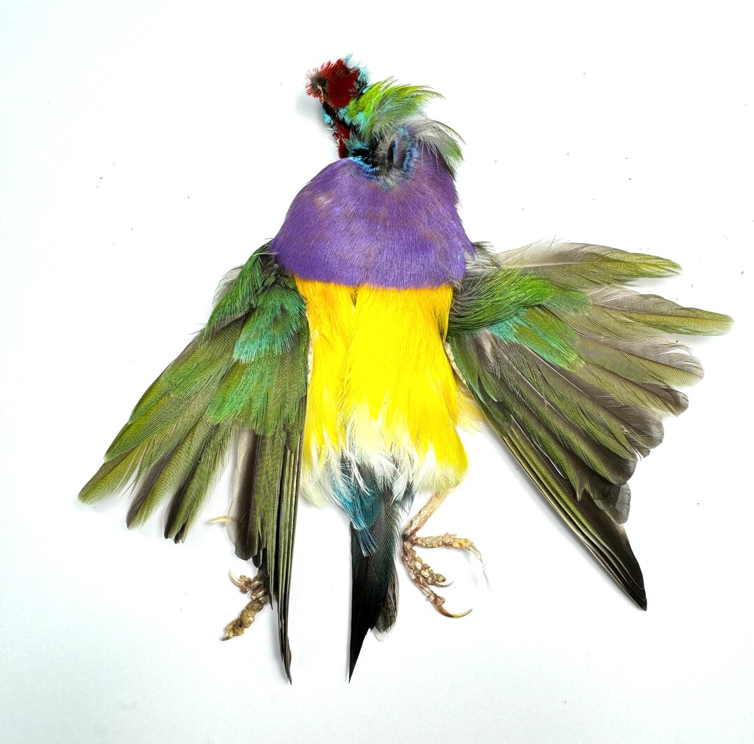Real Gouldian Finch Skin Bird Taxidermy Tropical Feathers Fly Tying - Etsy
