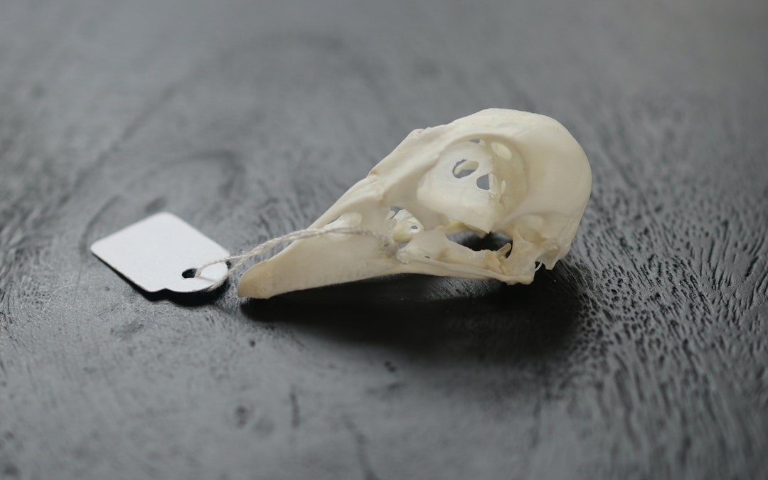 Real Pygmy Goose Skull / Bird Skeleton Bones Real Beak Taxidermy - Etsy