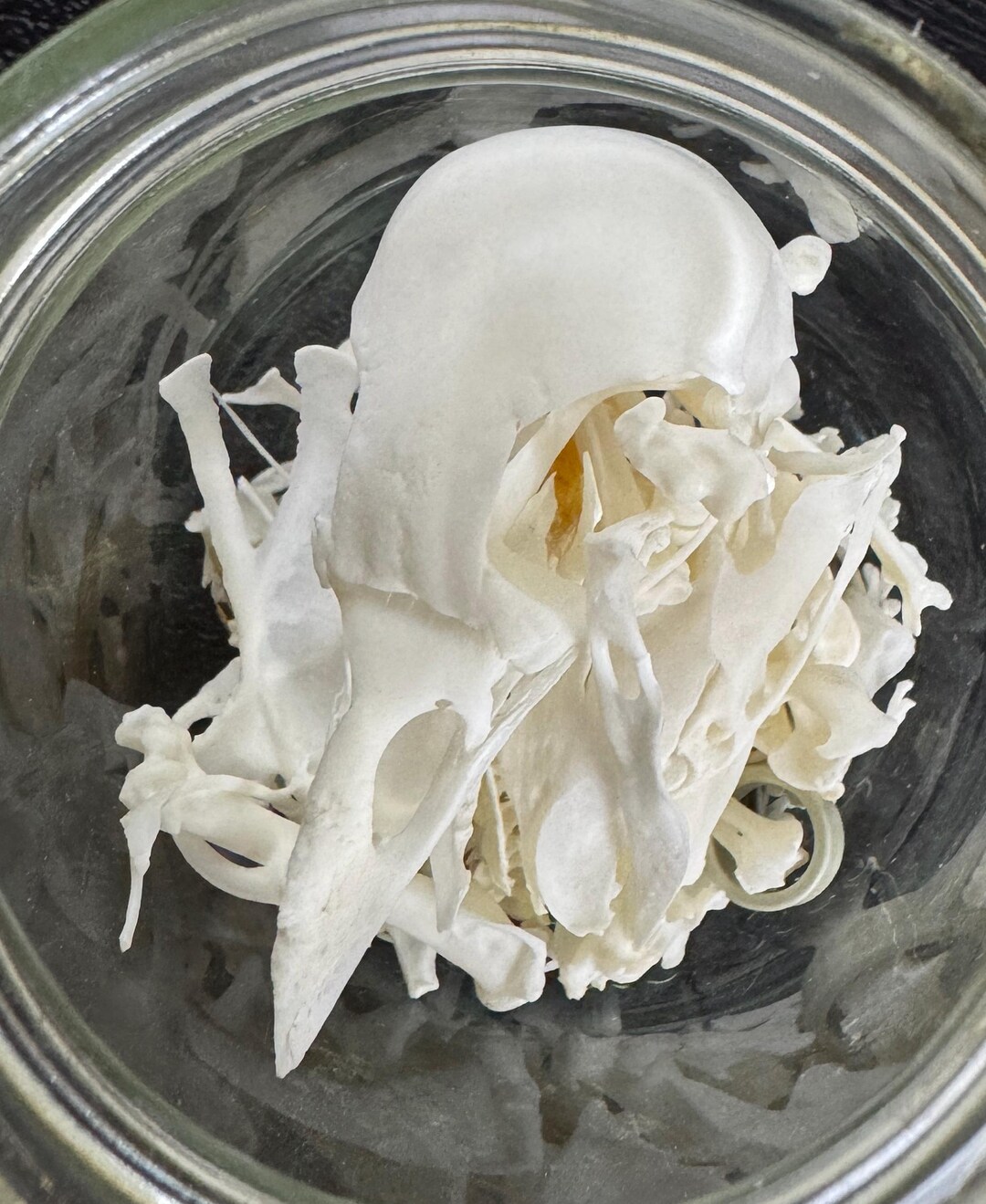 Common Myna Skeleton / Bird Skull Bones Real Beak Taxidermy - Etsy