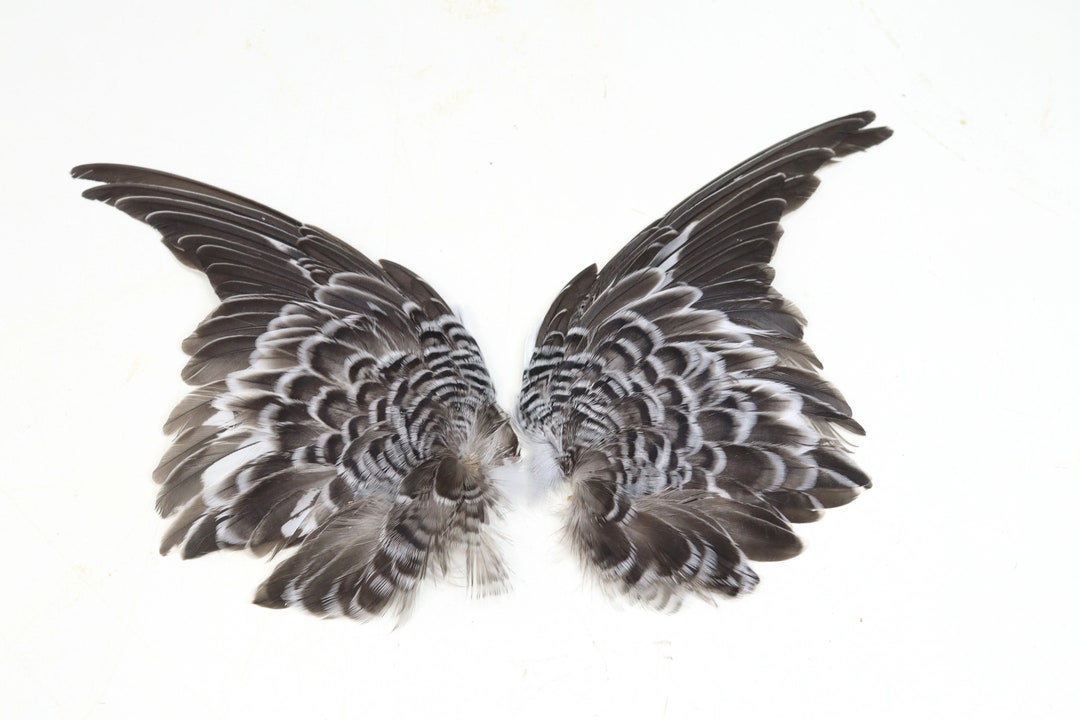 Real Grey Budgie Budgerigar Wings / Taxidermy / Stuffed / Tropical Bird ...