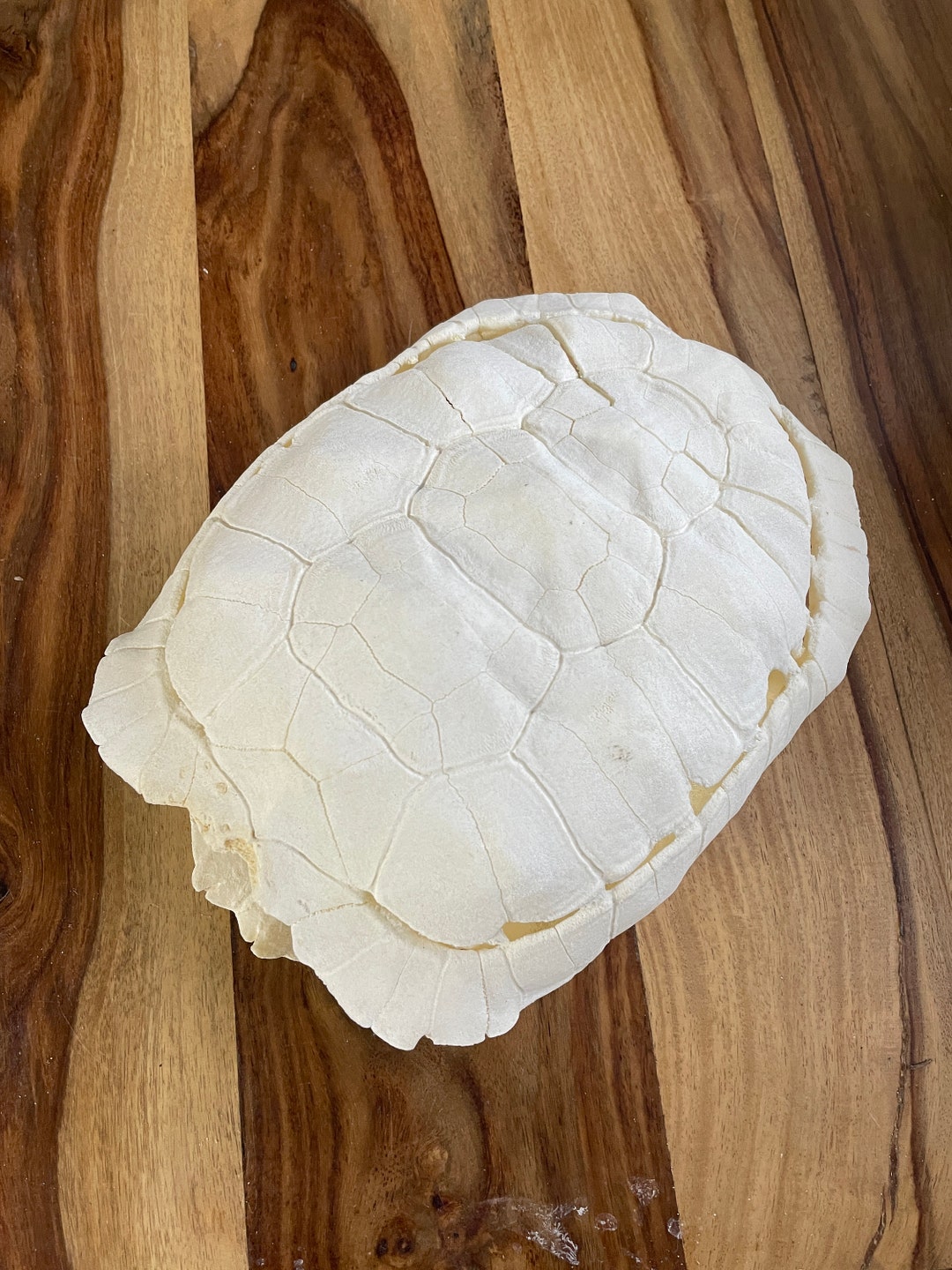 Real African Spurred Tortoise Shield / Turtle Tortoise Skeleton Bones ...