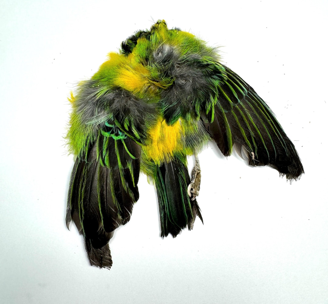 Real Green-and-gold Tanager Skin Bird Taxidermy Tropical Feathers Fly ...