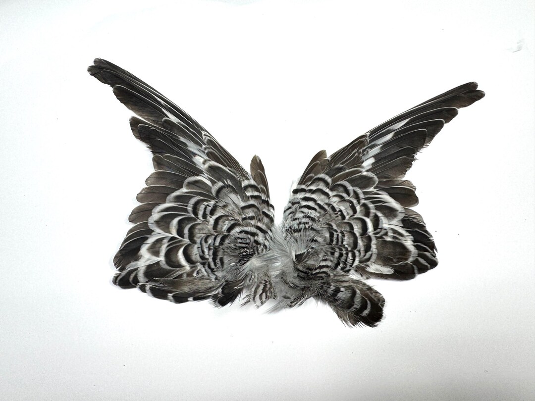 Real Blue Budgie Budgerigar Wings / Taxidermy / Stuffed / Tropical Bird ...