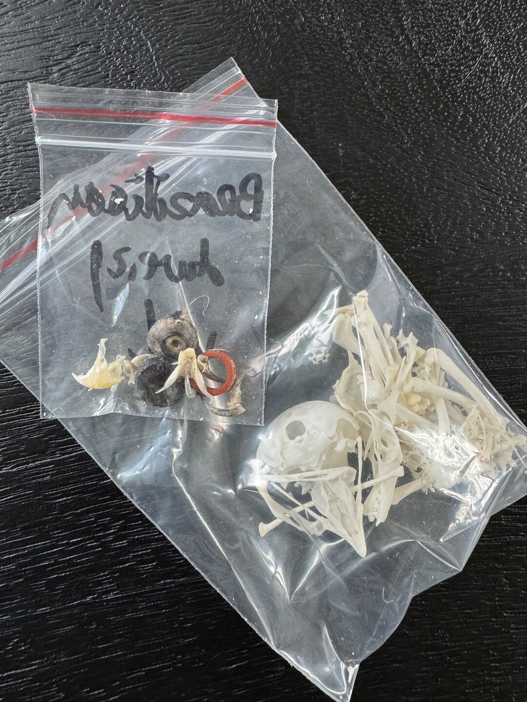 Real Brazilian Pygmy Owl Skeleton Bones Taxidermy Beak Skull - Etsy