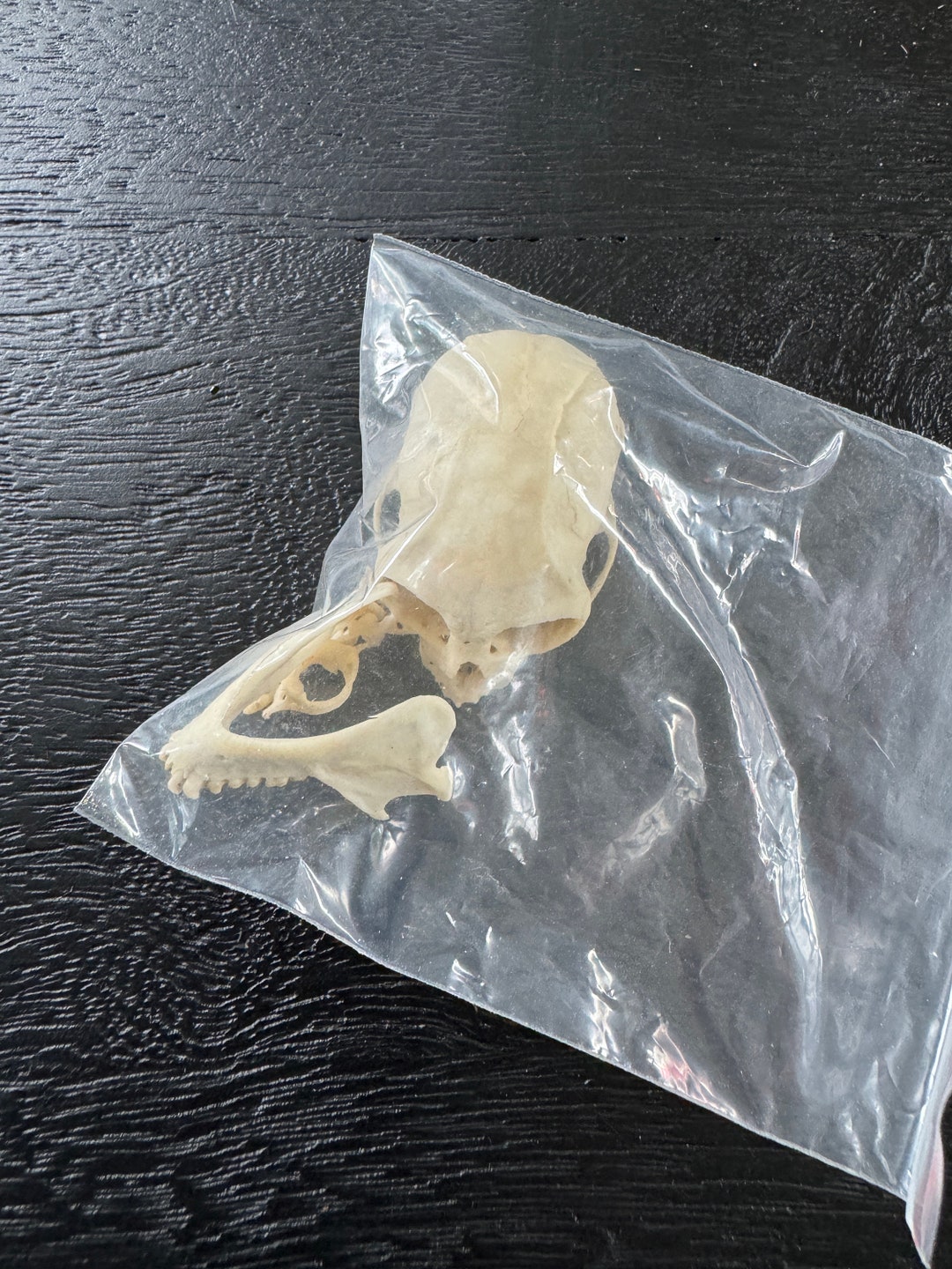 Real Crowned Cane Skull Bones Taxidermy Beak Skull - Etsy