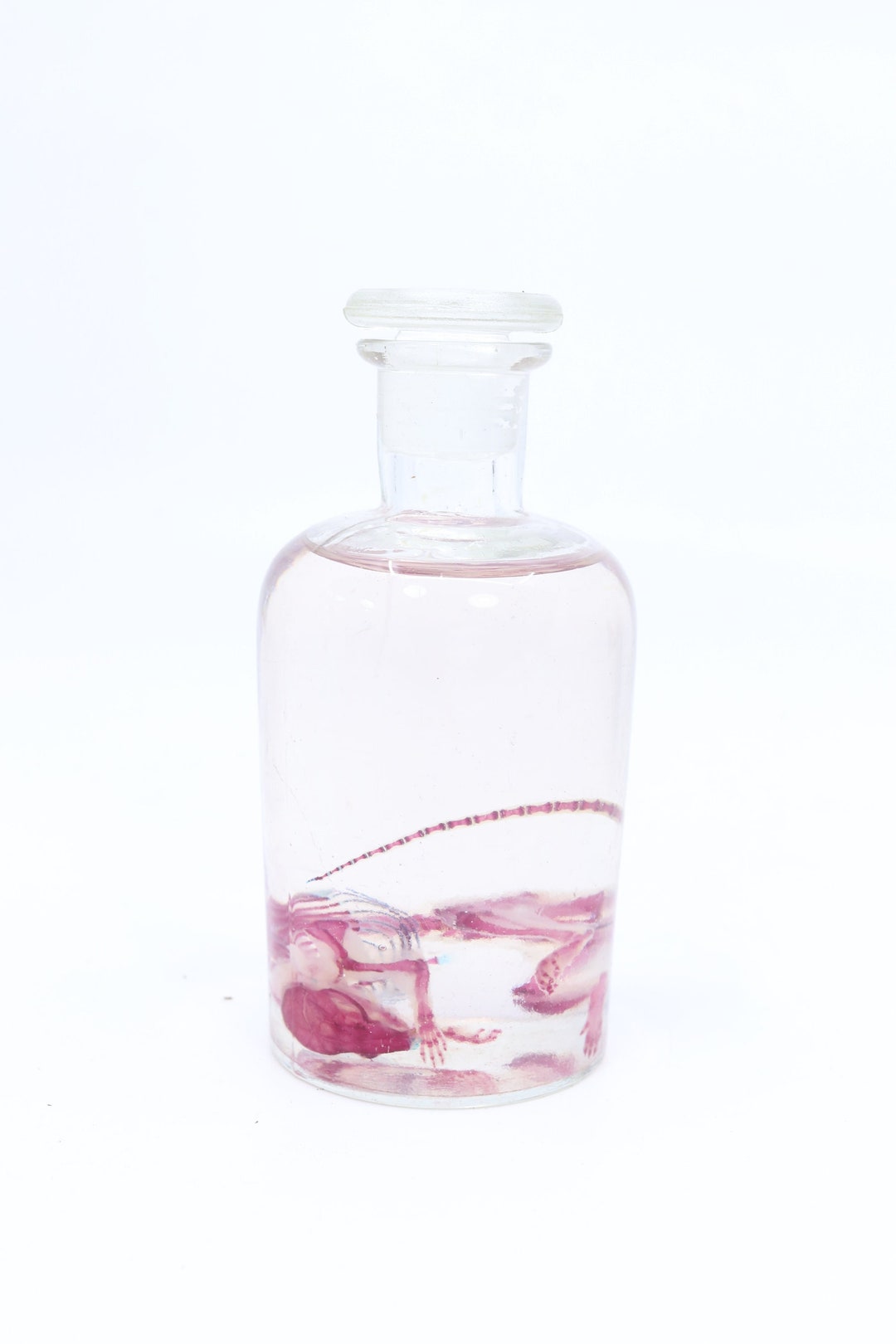 Pink Diaphonized, Wet Specimen, Diaphonization Mouse / Mammal Skeleton ...