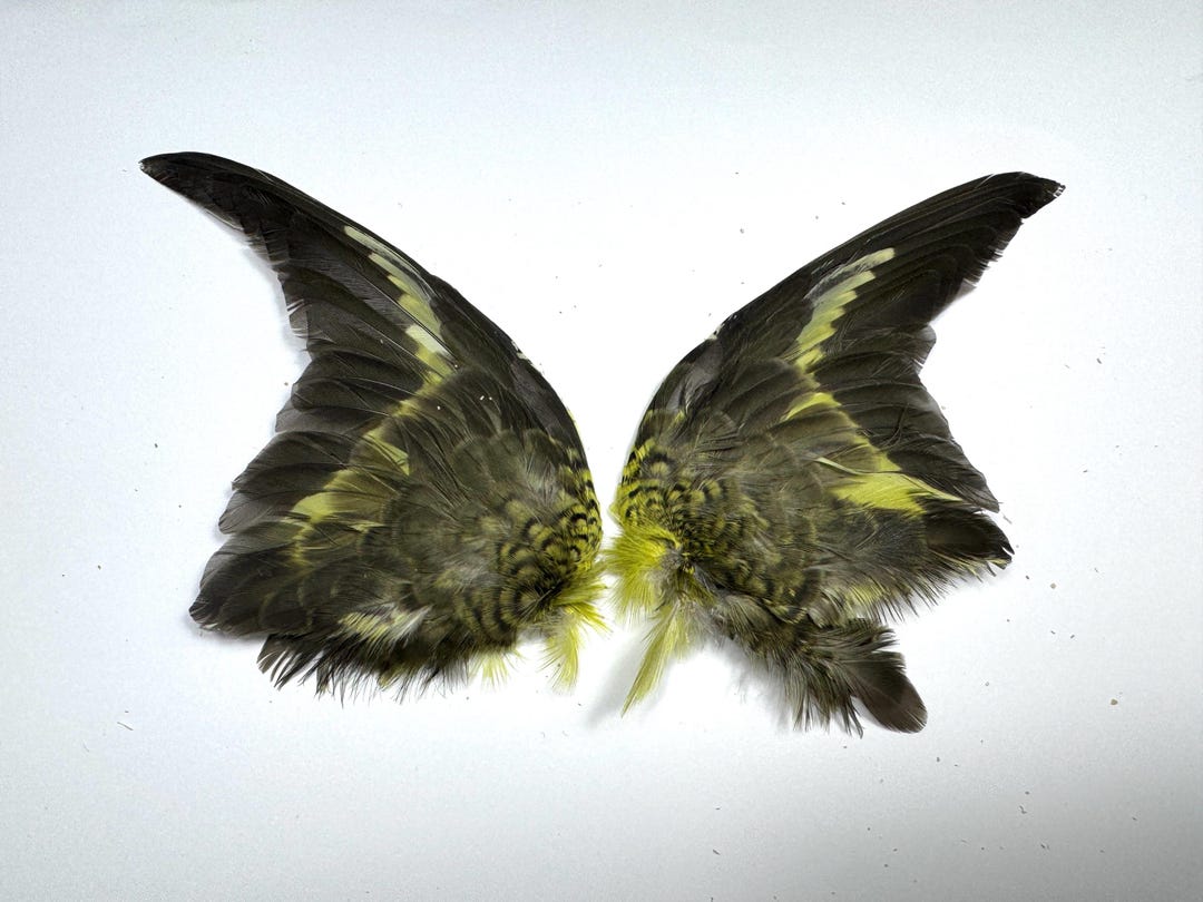 Real Green Budgie Budgerigar Wings / Taxidermy / Stuffed / Tropical ...