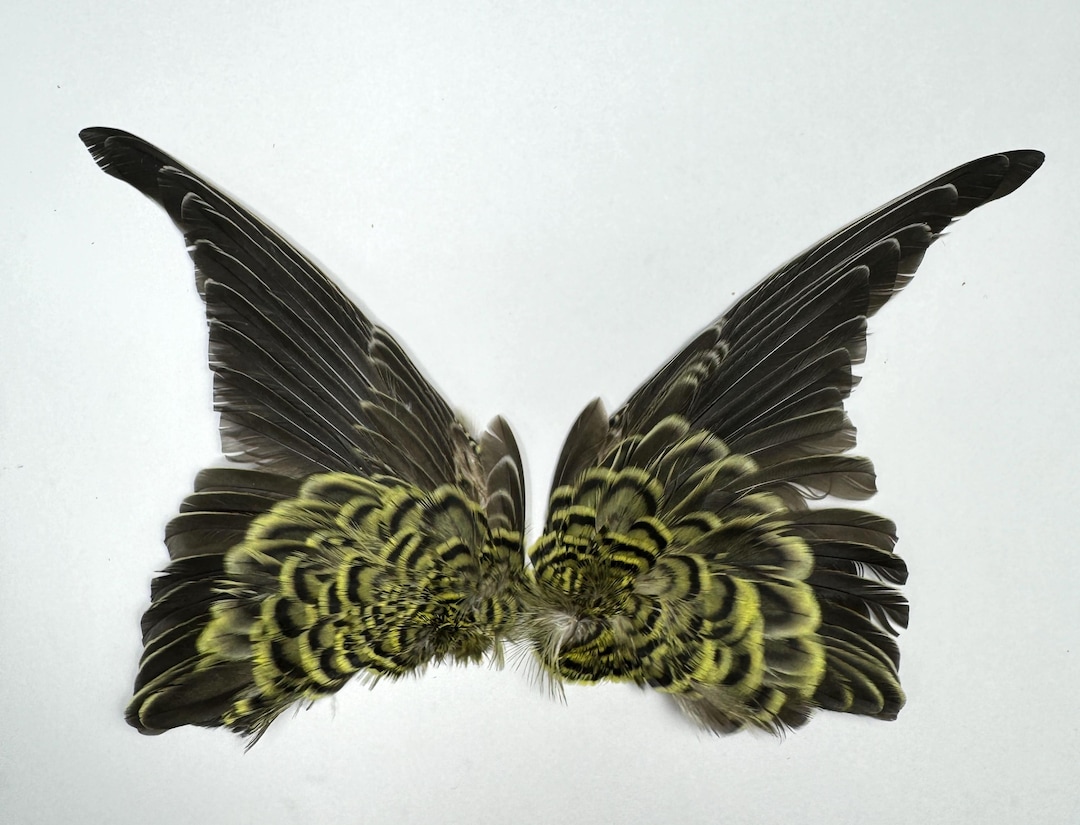 Real Green Budgie Budgerigar Wings / Taxidermy / Stuffed / Tropical ...