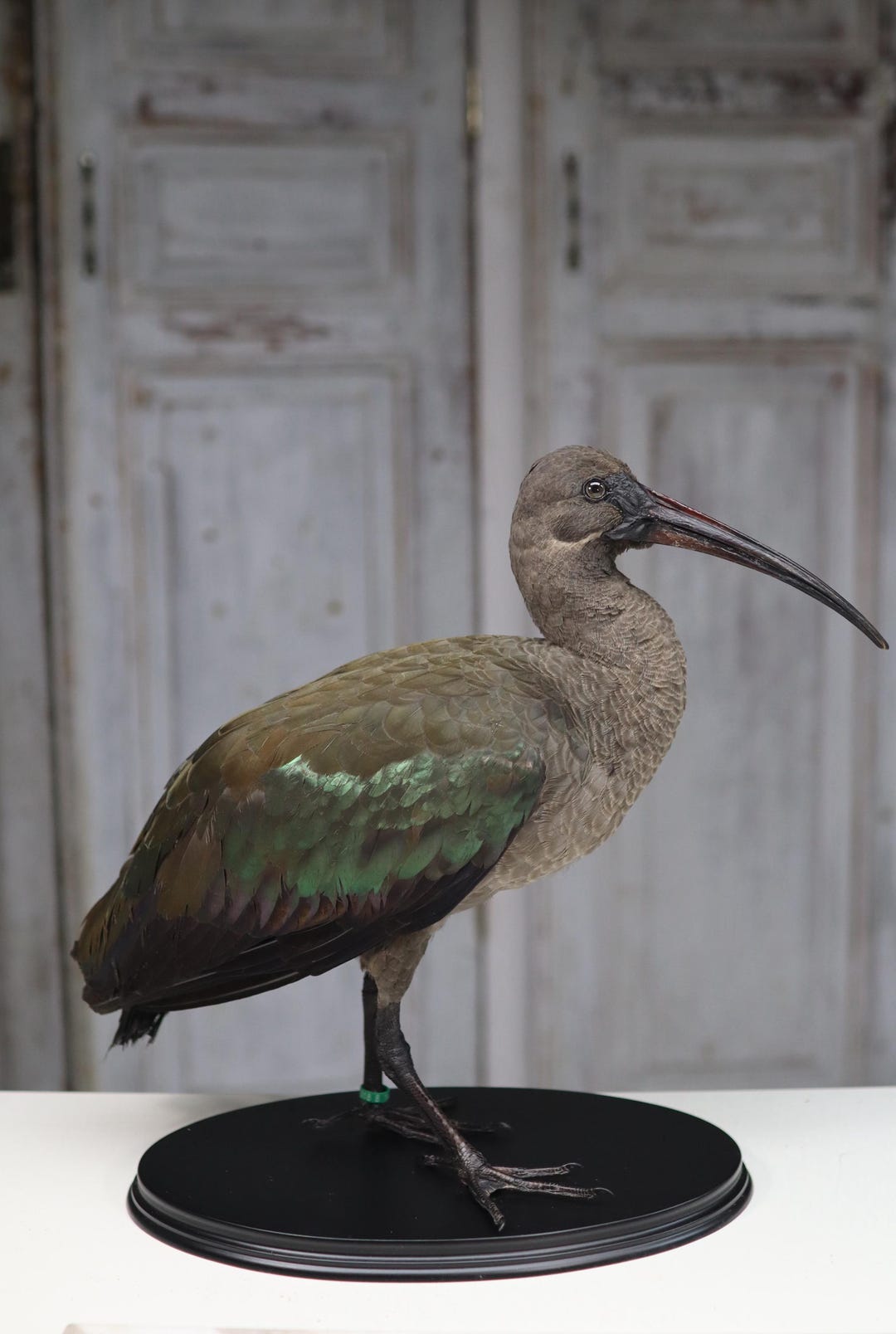 Real Taxidermied Hadada Ibis Black Mounted Stuffed Bird / Taxidermy Art ...