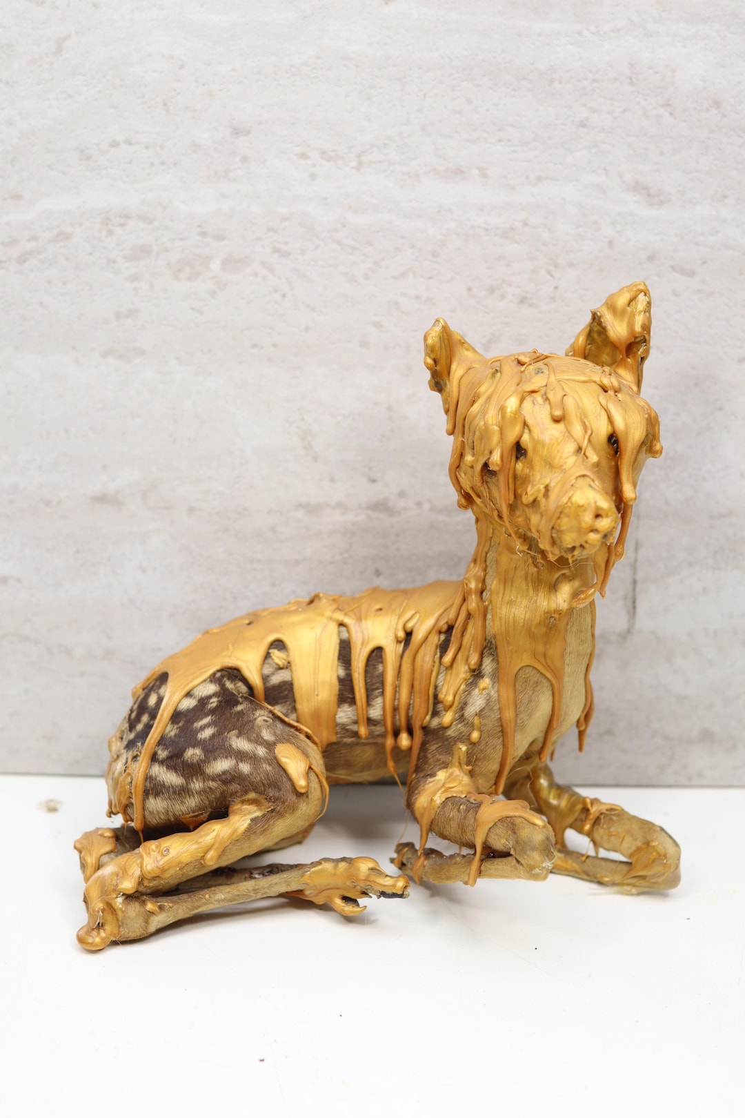 Real Baby Fawn Deer Art Project | Mounted Stuffed Mammal | Taxidermy ...