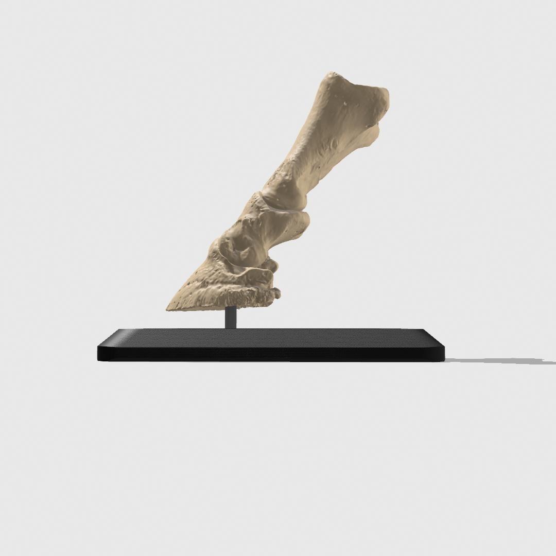 Lower Leg 'phalanges' Model - Horse Anatomy, Anatomical Knee Joint ...