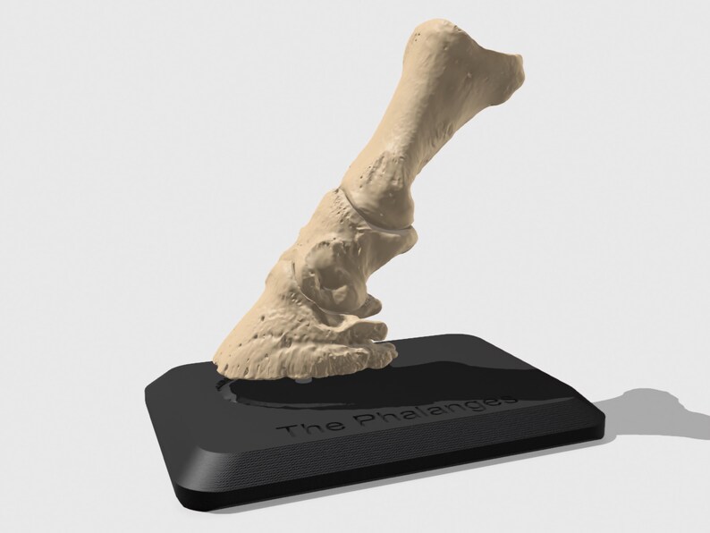Lower Leg 'phalanges' Model Horse Anatomy, Anatomical Knee Joint ...
