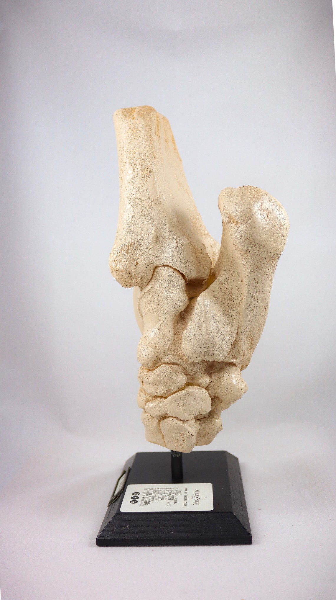 Anatomía del caballo, articulación anatómica del corvejón Réplica ...