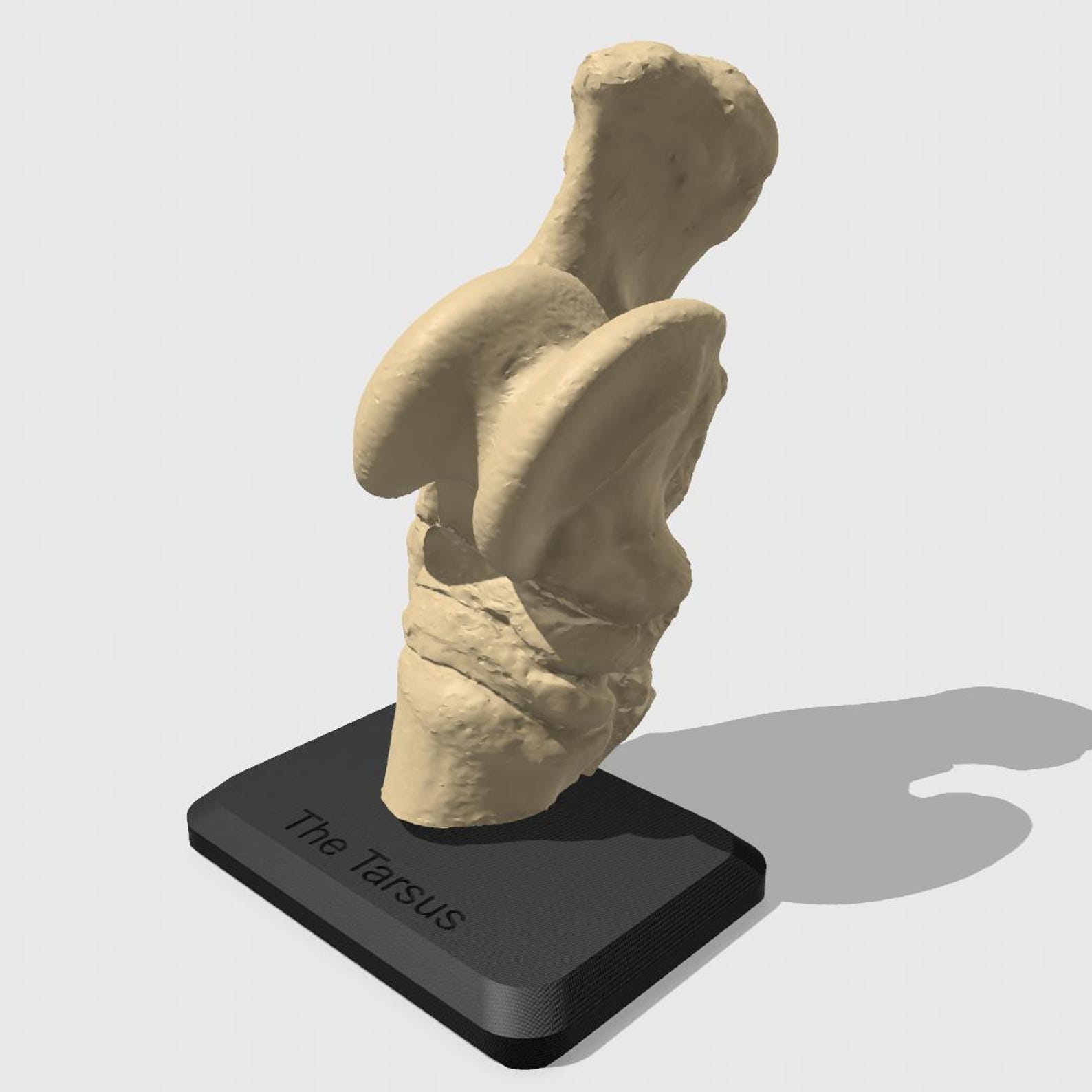 Horse Hock 'tarsus' Model - Horse Anatomy, Anatomical Knee Joint ...