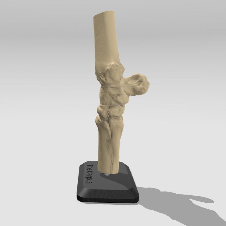 Horse Knee 'carpus' Model - Horse Anatomy, Anatomical Knee Joint ...