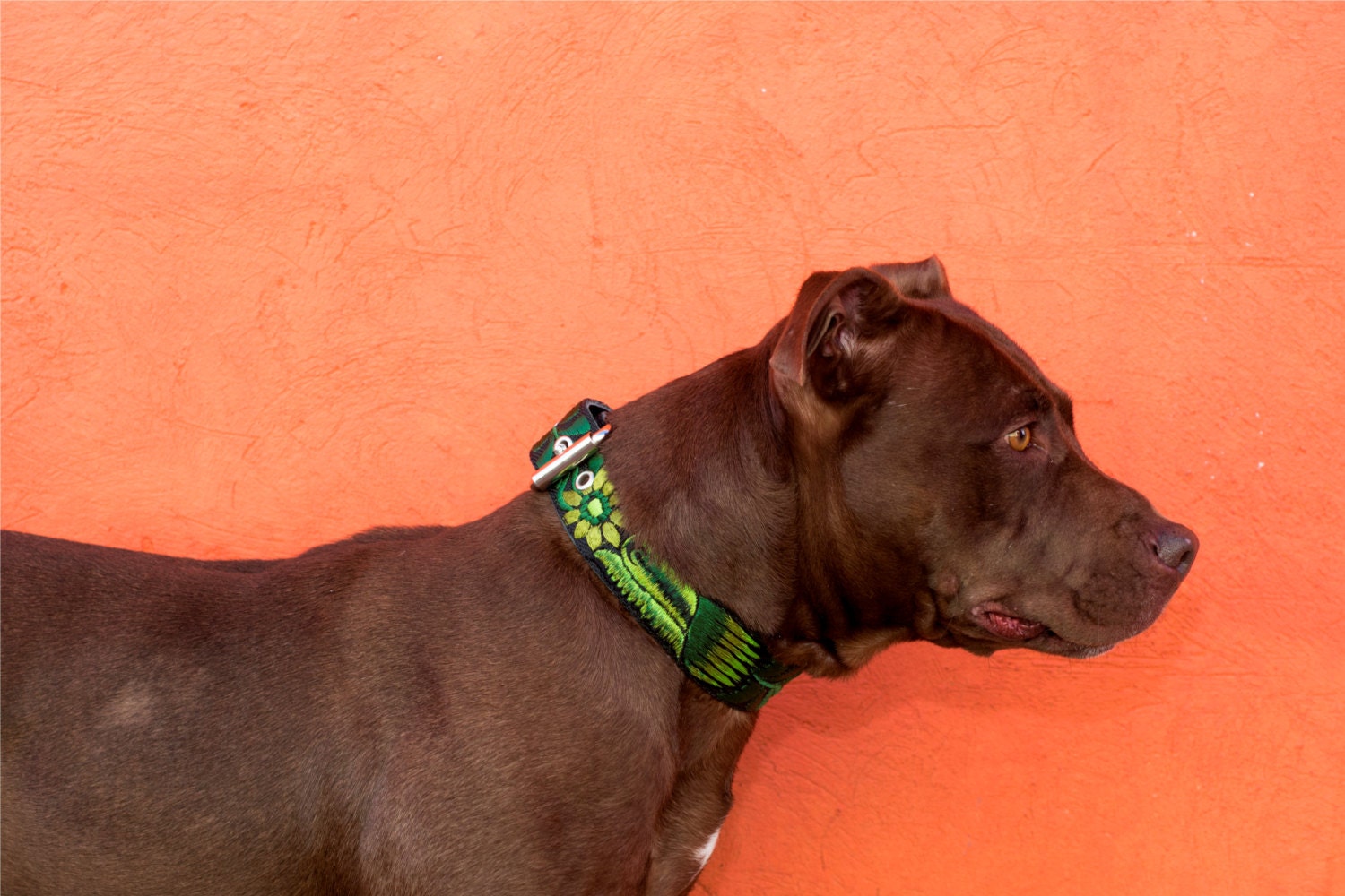 Leather Dog Collar Green Dog Collar Birds Dog Collar Woven | Etsy