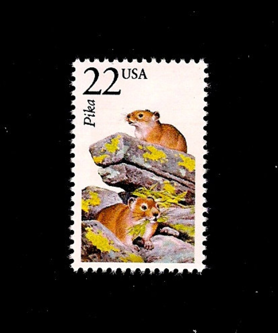 10 Pika - Pack of 10 Vintage (issued in 1987) North American Wildlife ...