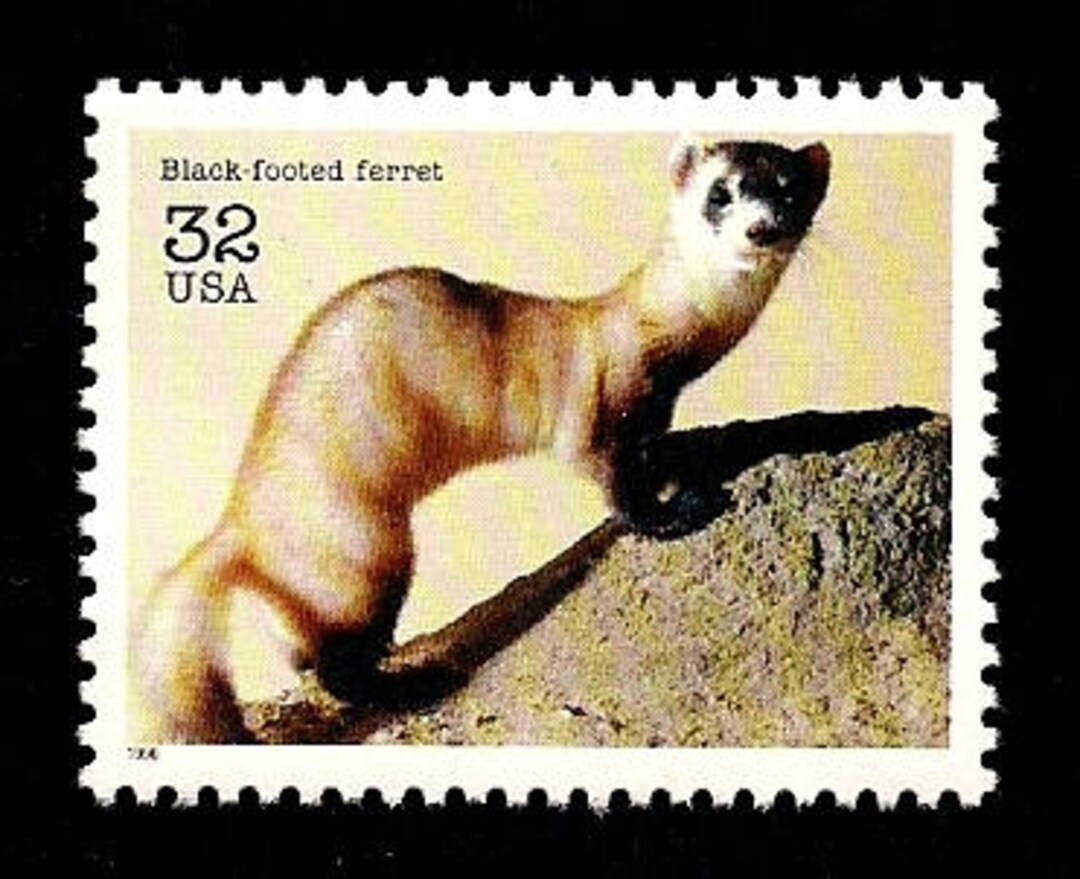 5 FERRET Pack of 5 Black-footed Ferret Vintage issued - Etsy