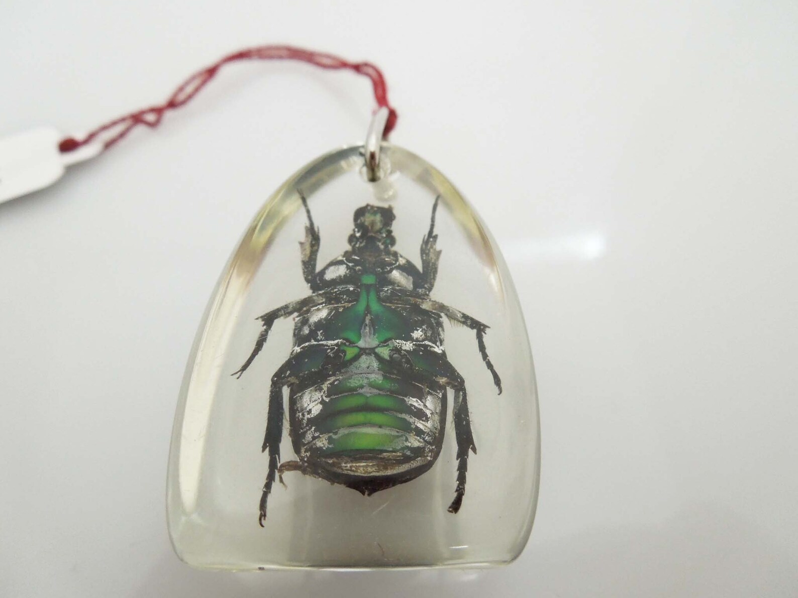 G678 Intriguing Encased Rose Chafer Beetle Bug Pendant - Etsy