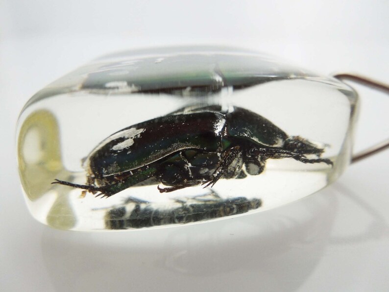 G678 Intriguing Encased Rose Chafer Beetle Bug Pendant - Etsy