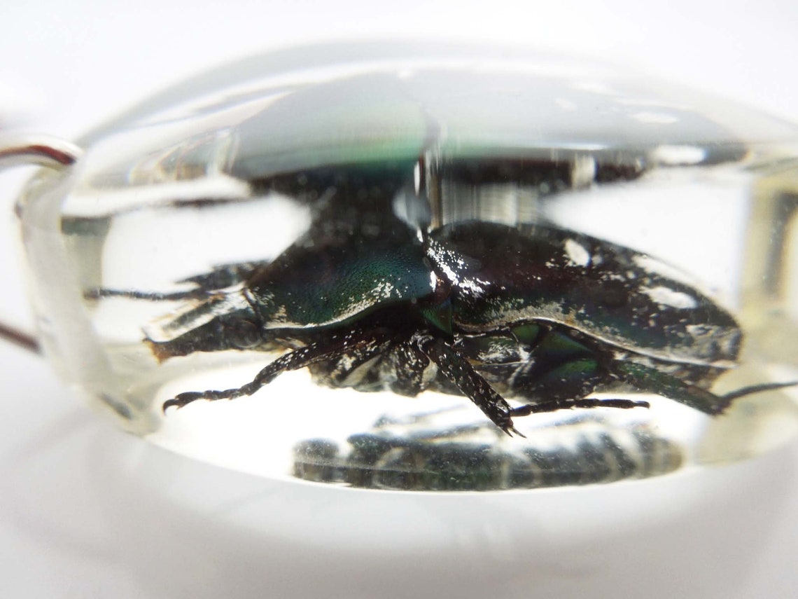 G678 Intriguing Encased Rose Chafer Beetle Bug Pendant - Etsy