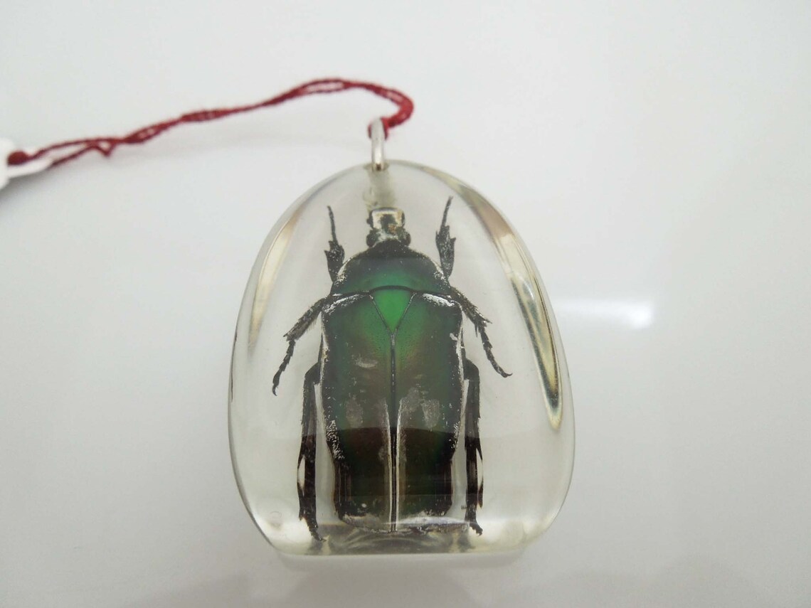 G678 Intriguing Encased Rose Chafer Beetle Bug Pendant - Etsy