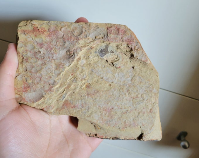 Very Rare Vetulicola Cambrian Explosion Fossil Etsy