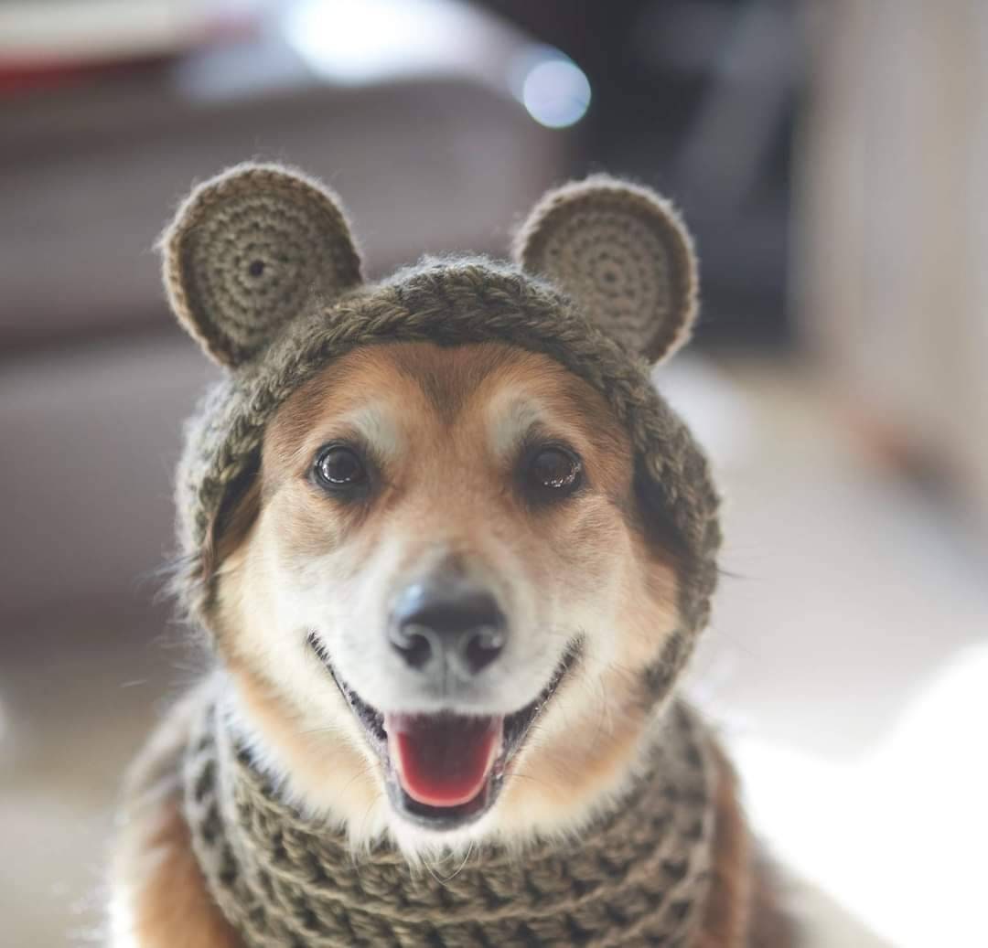 Crochet PDF Pattern Make Your Own Dog Costume Fox Raccoon - Etsy Canada