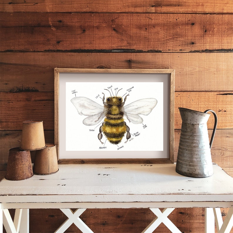 Honey Bee Anatomy Original Watercolor Painting - Etsy