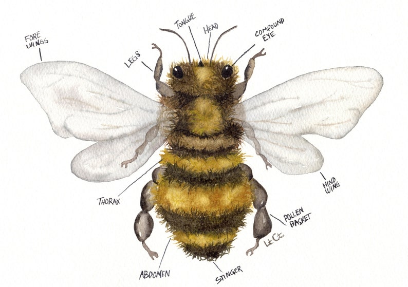 Honey Bee Anatomy Original Watercolor Painting - Etsy