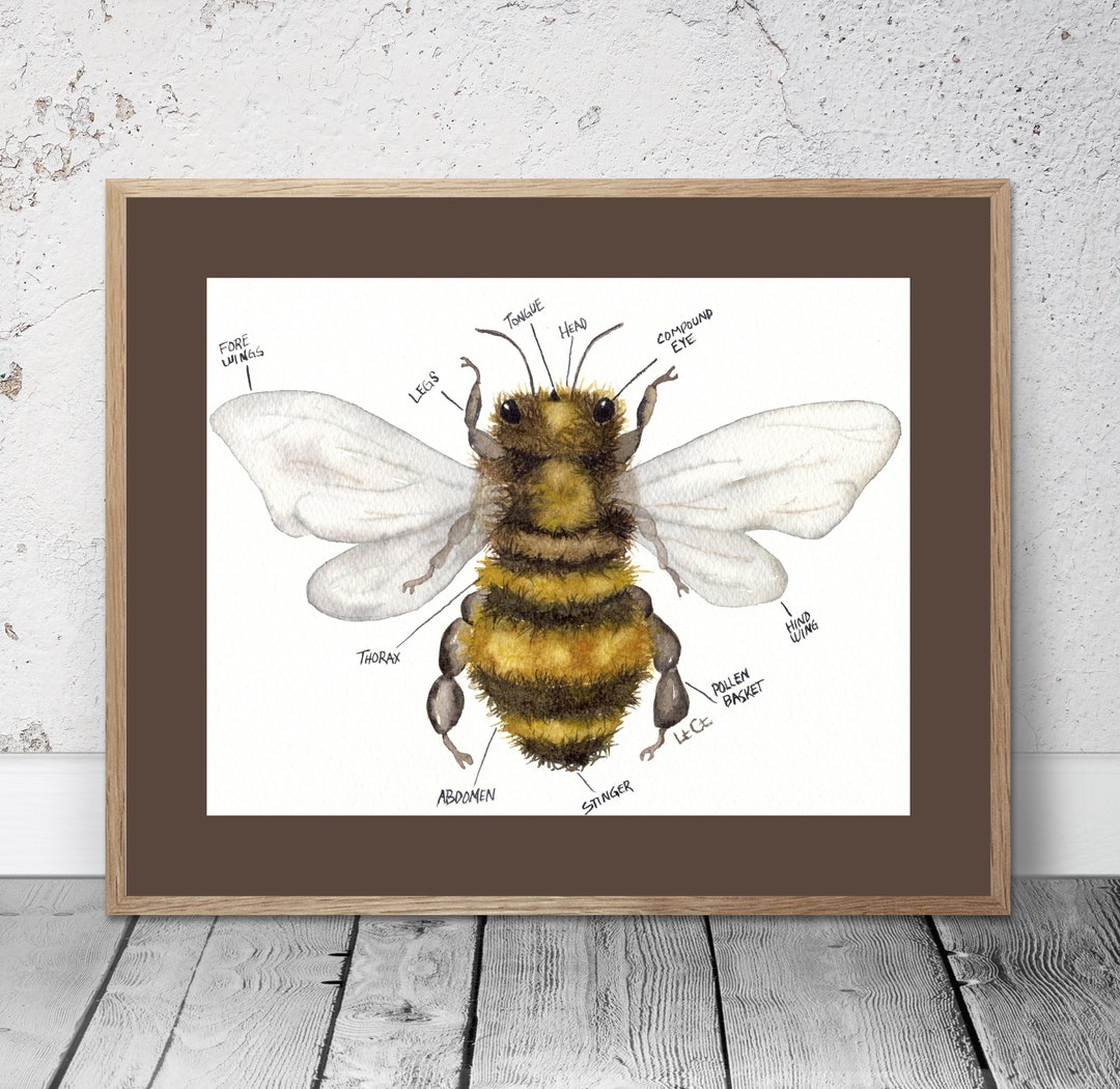 Honey Bee Anatomy Original Watercolor Painting - Etsy