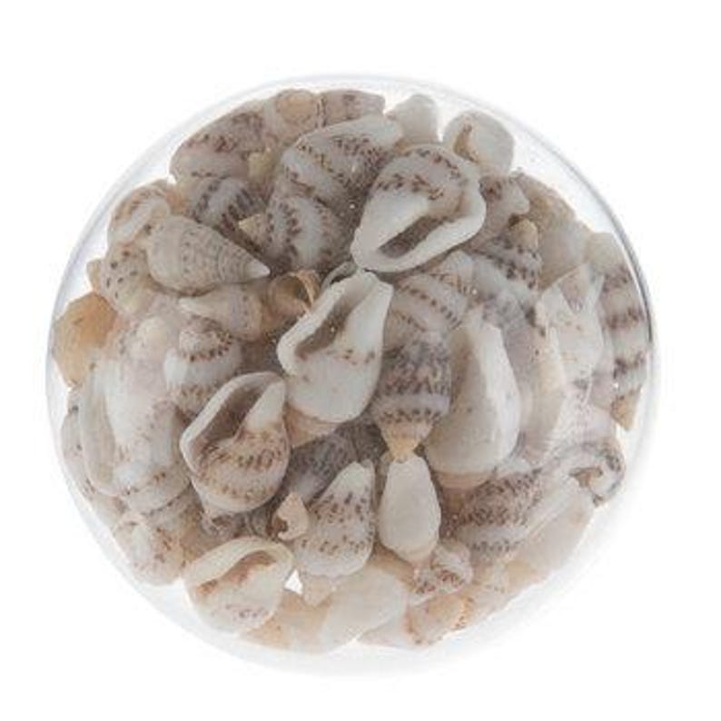 Glass Seashell Knob, Sea Shell Drawer Pull, Beach House Decor, Coastal ...